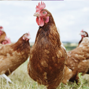 IgY resource center – SPARK Stanford